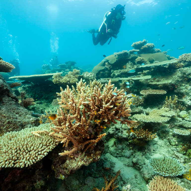 Barefoot Manta Island - Fiji - 2023 | Andy Townsend Photography